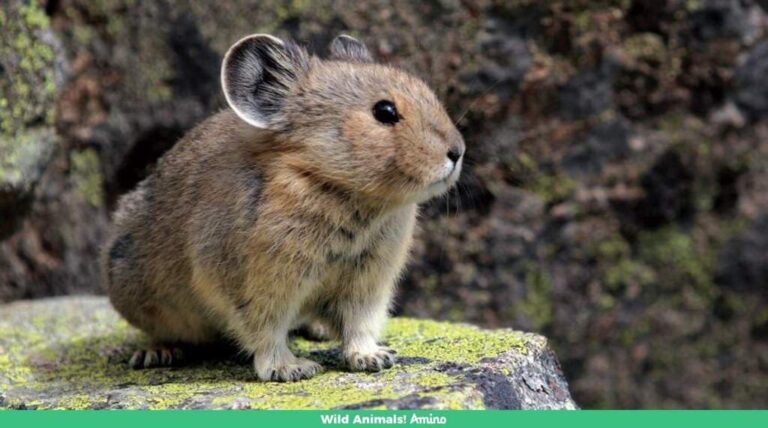 The Endangered Ili Pikas Or Magic Bunny | Geography Scout