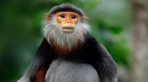 The World's Most Beautiful Monkey | Geography Scout