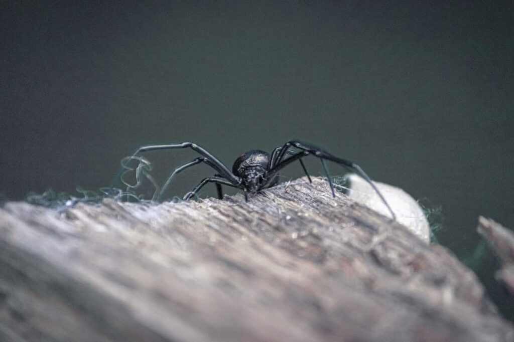Black Widow Spider Information | Arachnids | Geography Scout