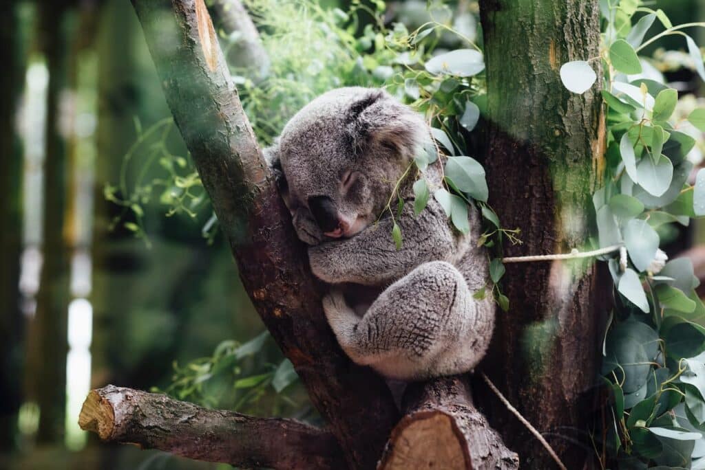 Koala Facts And Photos | Geography Scout
