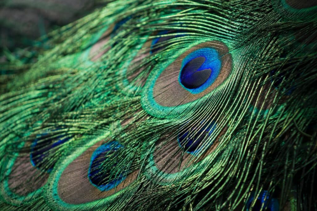 Facts About Peacocks | Geography Scout