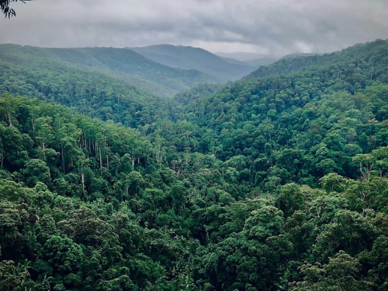The Walking Trees Of Ecuador | Geography Scout