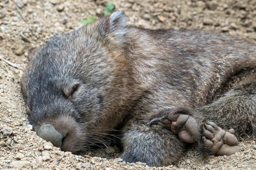 Facts You May Not Know About The Wombat | Geography Scout
