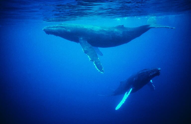 How Do Whales Reproduce? | Geography Scout