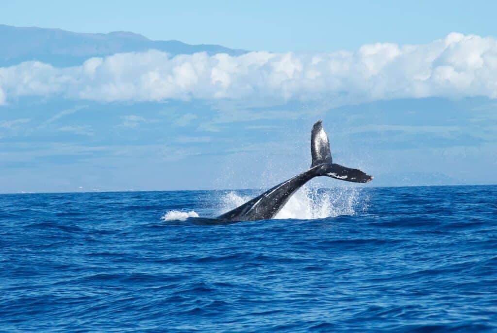 How Do Whales Reproduce? | Geography Scout