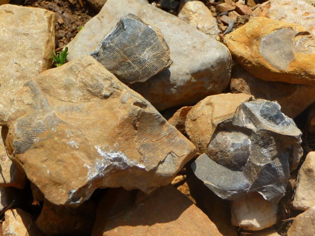 Permian Period | Paleozoic | Mesozoic Eras | Geography Scout